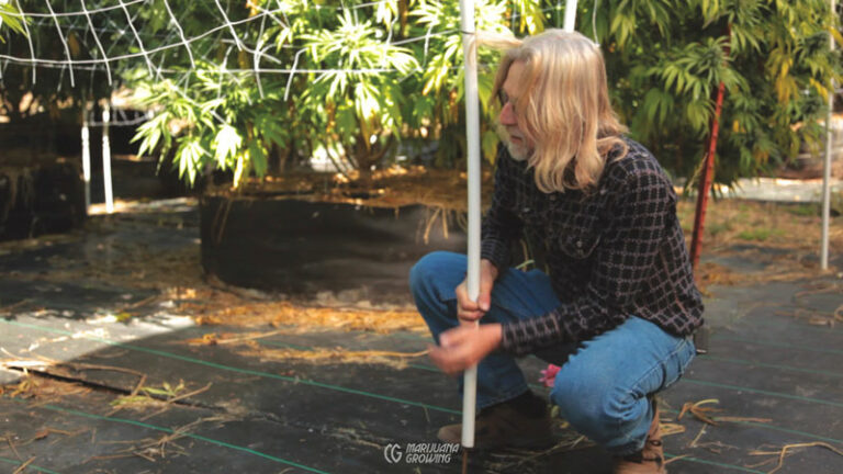 Cannabis Greenhouse: Construction, Climate Control, and Light ...