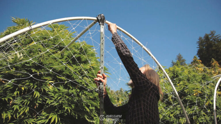 Cannabis Greenhouse: Construction, Climate Control, and Light ...